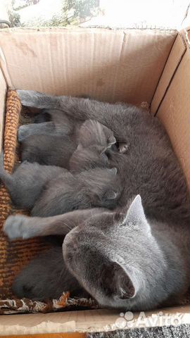 Британские котята