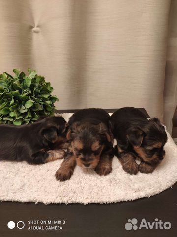 Йоркширский терьер щенки