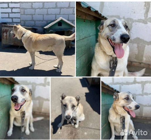 Собака девочка ищет дом