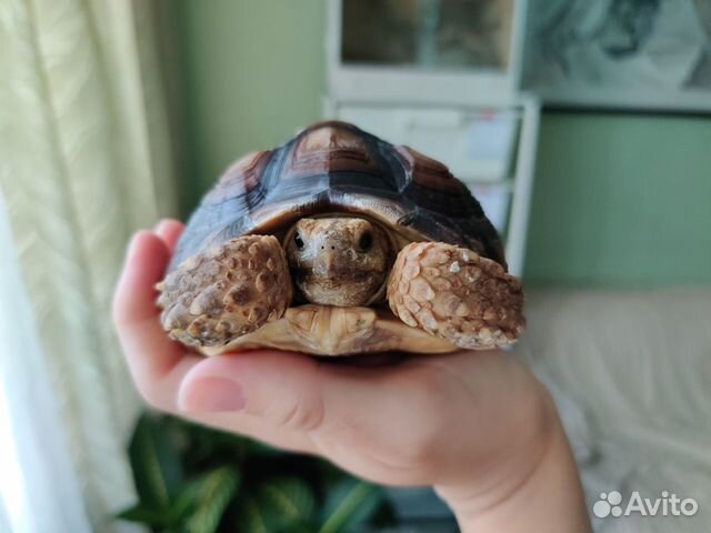 Черепаха шпороносная
