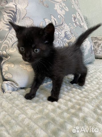 Котенок