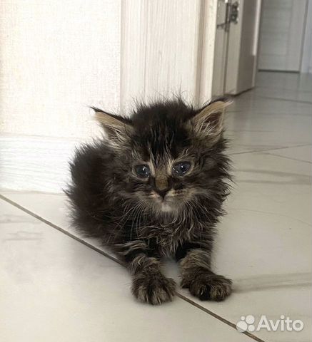Котенок в добрые руки