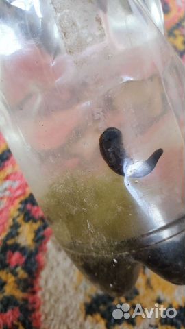 Пиявки медицинские