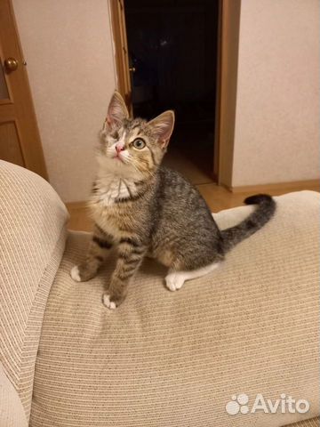 Кошка