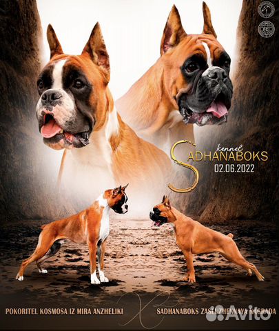 Щенки боксерчики