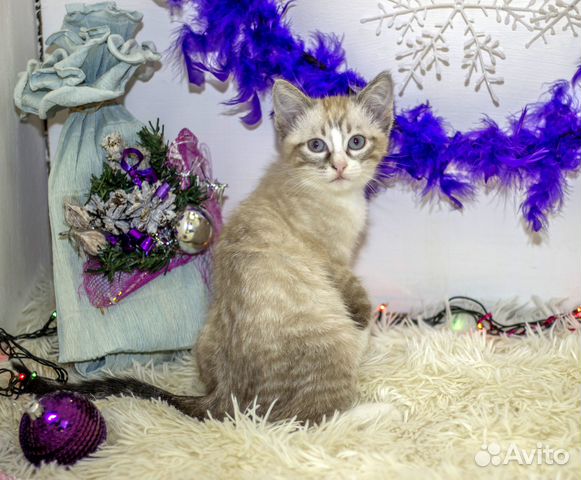 Голубоглазая котёнка девочка в поисках дома