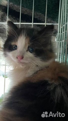 Очень нежная Трехцветная Девочка в дар