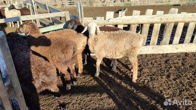 Овцы бараны ягнята