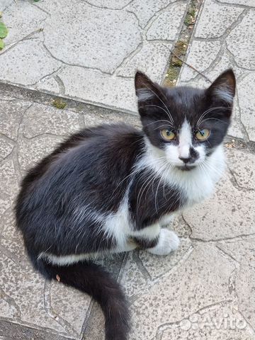 Котенок мальчик бесплатно