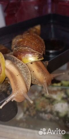 Улитки ахатины с аквариумом