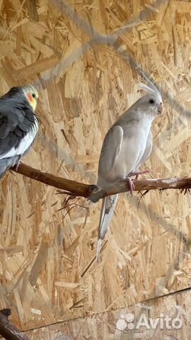 Самка безщекой кореллы(только в пару или стаю)