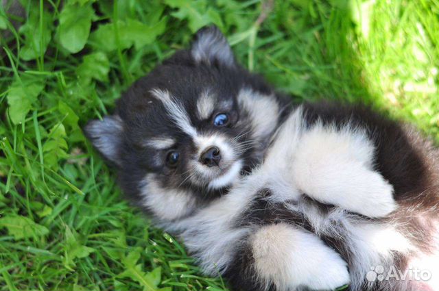 Pomsky/Помски (мини-хаски)