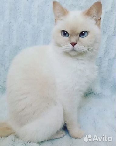 Очаровательная принцесса p33