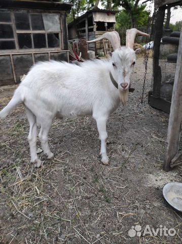 Козел ламанча