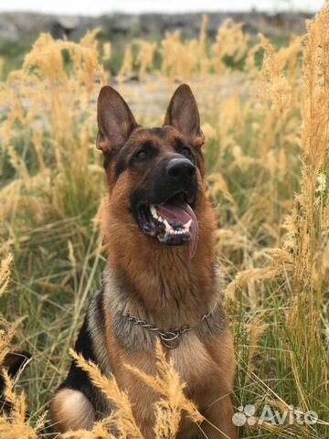 Щенки немецкой овчарки