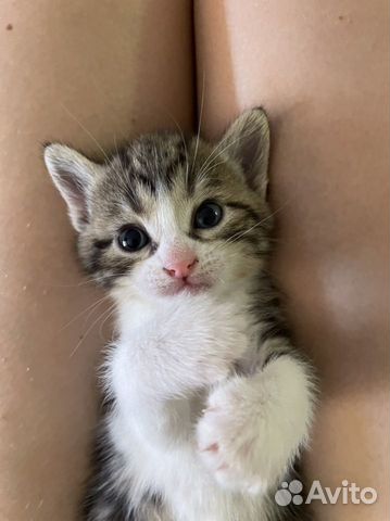 Месячные котята