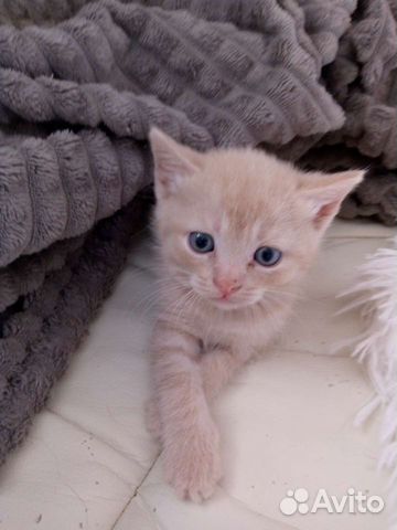Котята в добрые руки, 7 августа будет 2 месяца