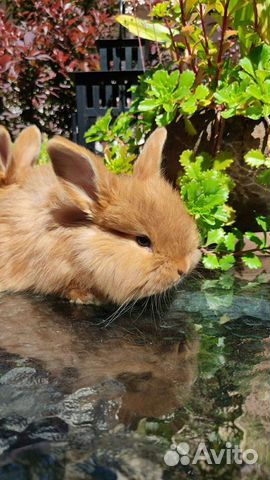 Кролик новозеландский красный/ нзк