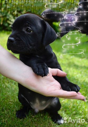 Стаффордширский бультерьер