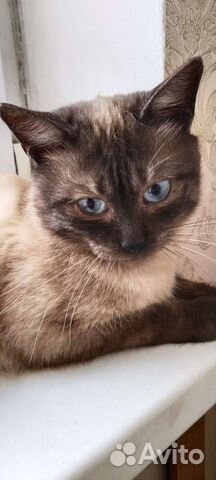 Котик ищет дом