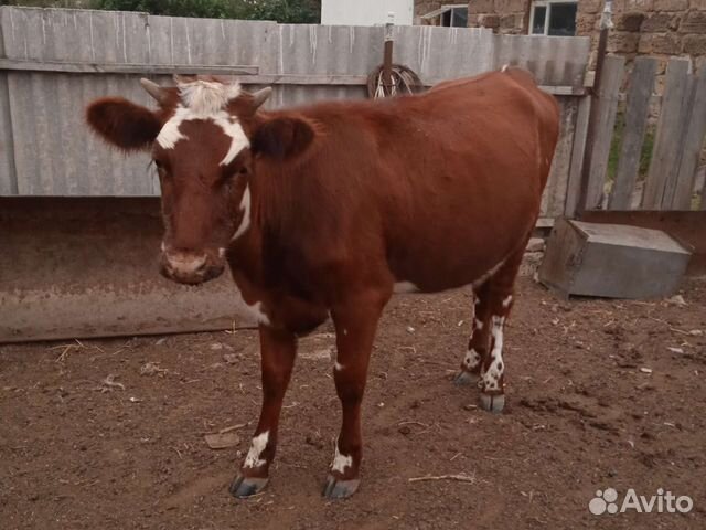 Тëлка стальная 1,2