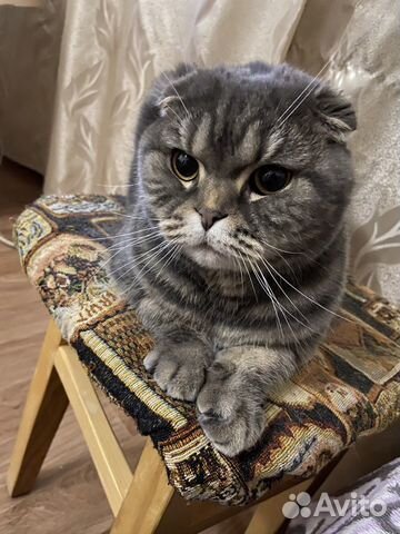 Отдам в добрые руки