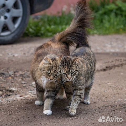 Охотники - котята крысоловы в частный дом