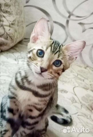 Бенгальские котята
