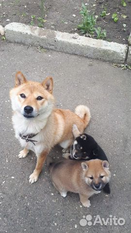 Щенки сиба-ину 4 месяца (2 девочки)