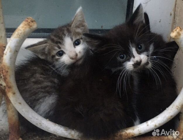 Котята-малышки