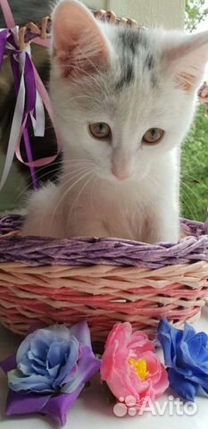 Маленькая принцесса в добрые ручки