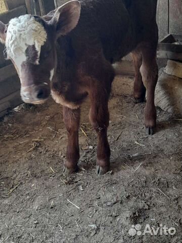 Бычок 4 дня от роду,крупная порода