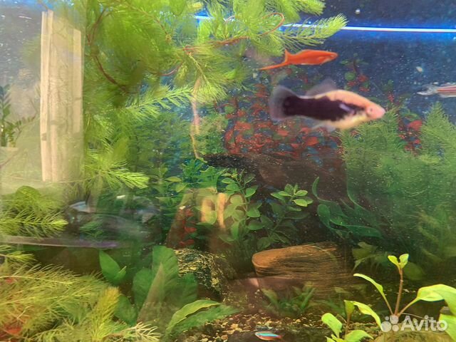 Аквариумные рыбки моллинезии