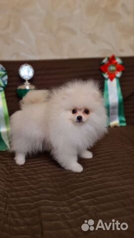 Айс-крем девочка померанский шпиц