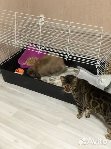 Кролик с клеткой