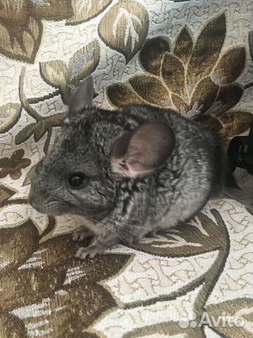 Шиншиллята