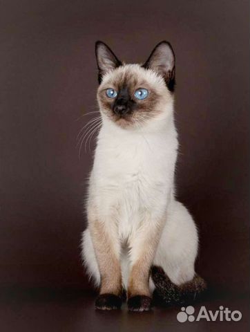 Тайская кошка