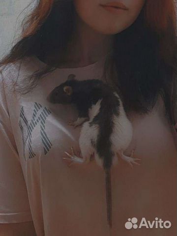 Декоративная крыса с клеткой