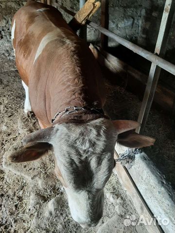 Бык на мясо