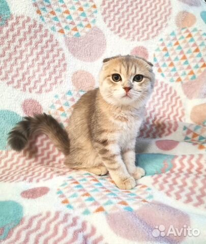 Ласковые котики