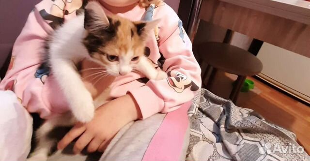 Трëх цветный