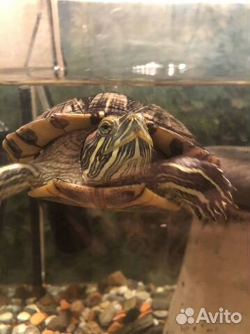 Красноухая черепаха самка