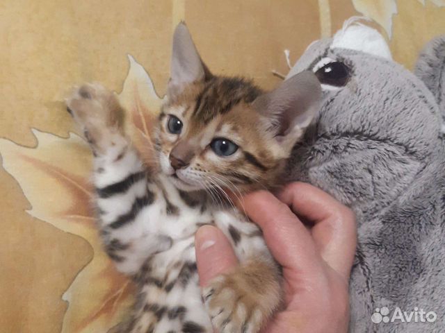 Бенгальская