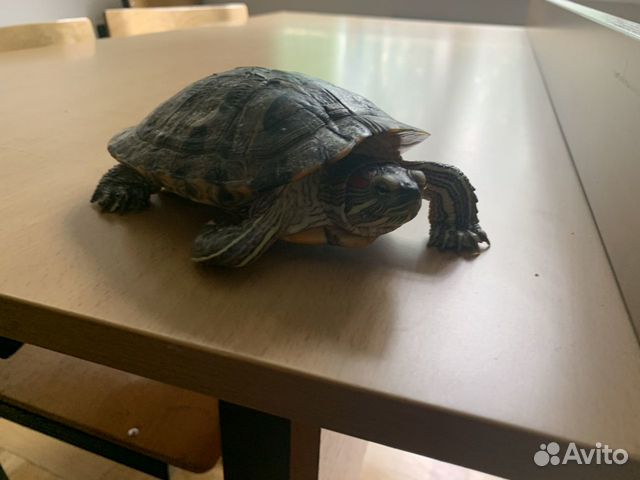 Черепаха красноухая водоплавающая