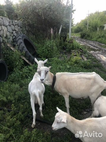 Козы ламанча