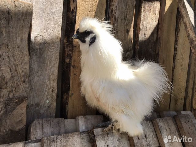 Китайский шелковый петух