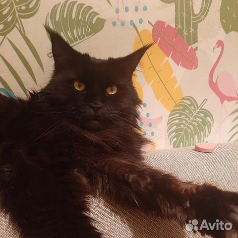 Меин кун(девочка)