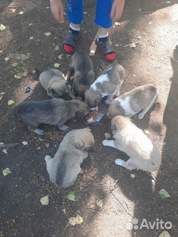 Щенки подкидыши. В добрые руки