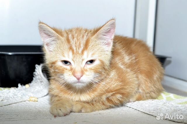 Котенок Патрик ищет дом