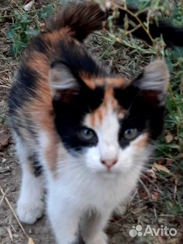 Котёнок девочка-трехцветка